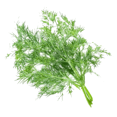 beneficios da erva doce